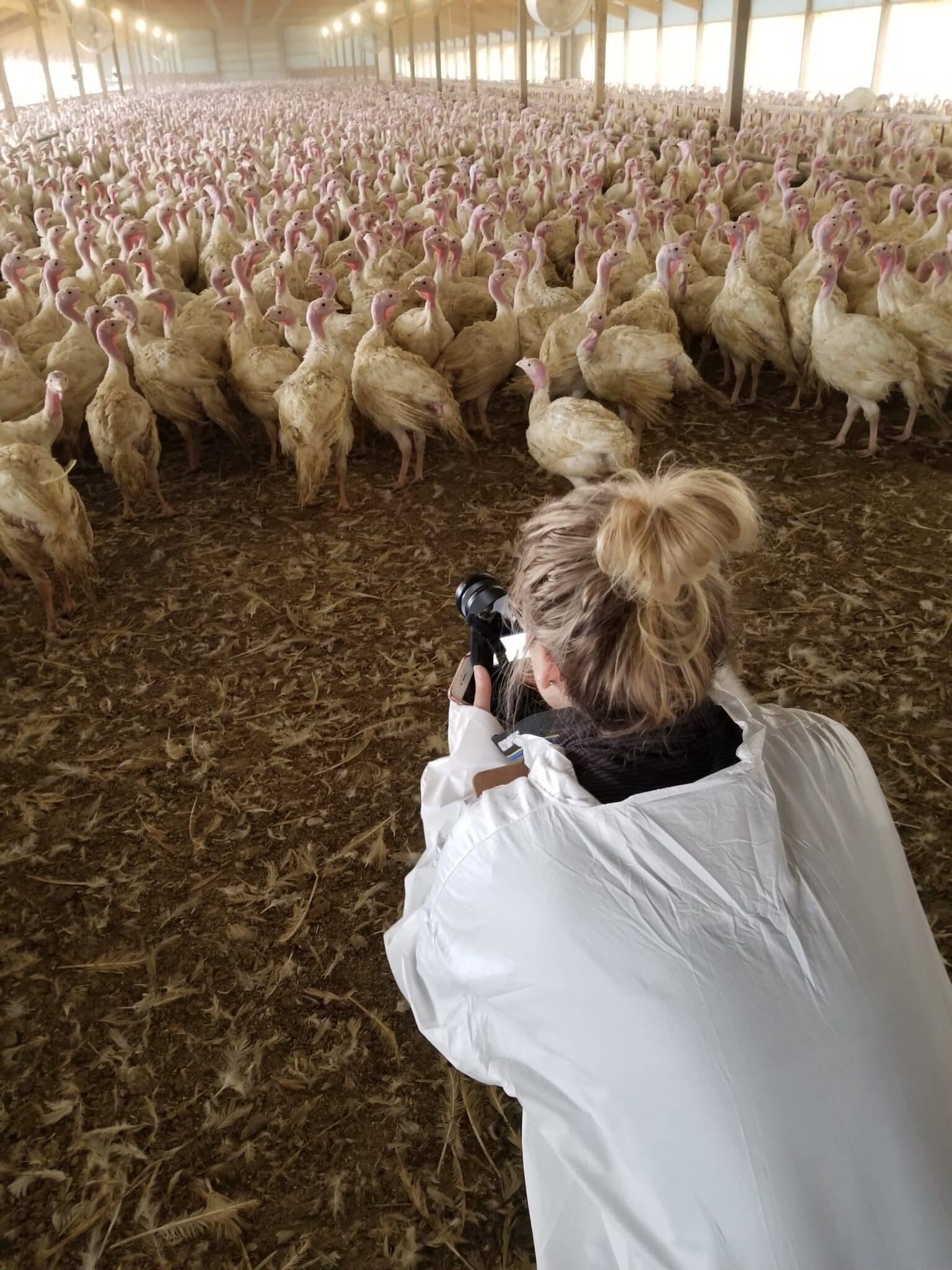 Thanksgiving Traditions: Honoring Minnesota's Turkey Farmers and ...